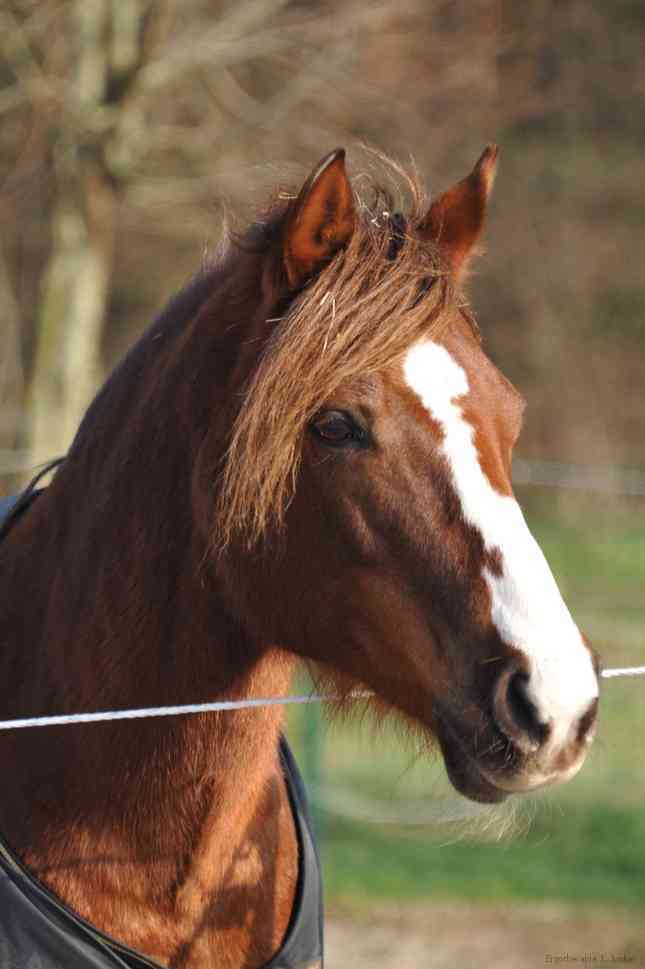 Ergotherapie Junker - Therapiepferd Surpi